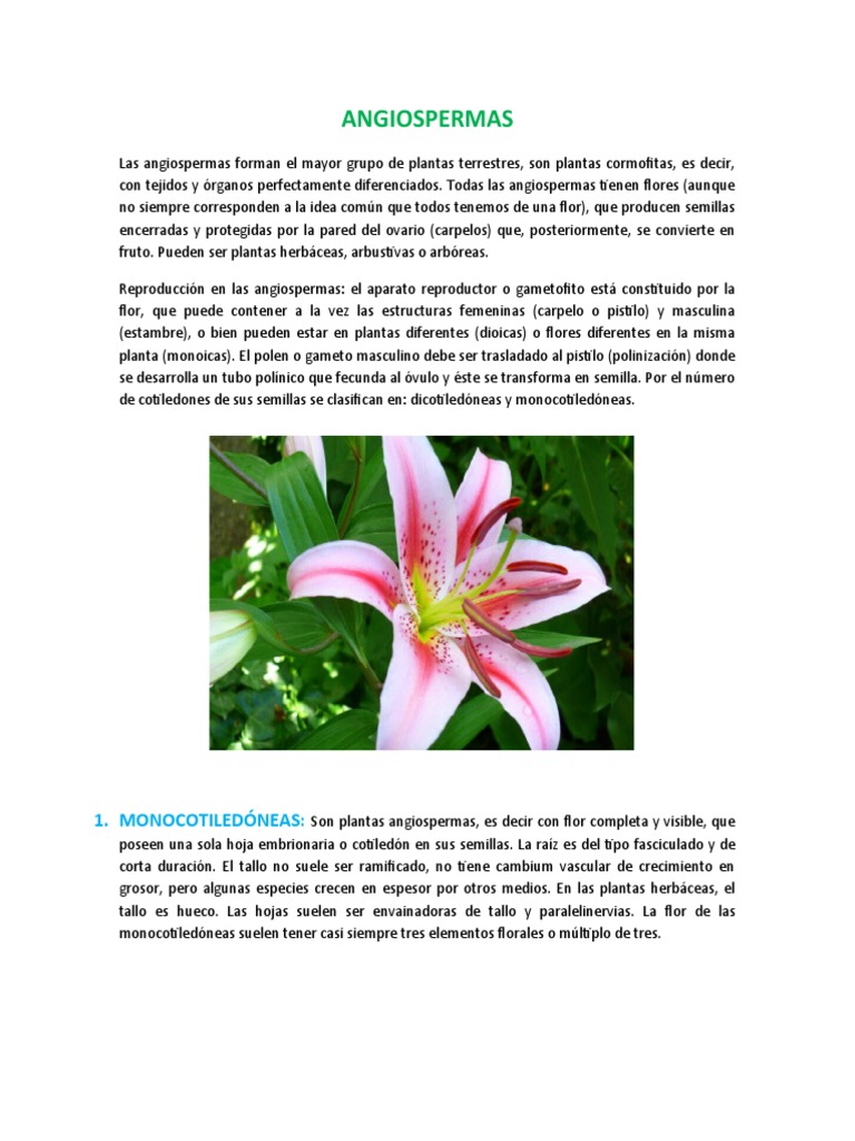 ANGIOSPERMAS Botanica | Descargar gratis PDF | Flores | Tallo de la planta