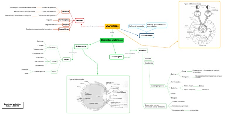 Mapa conceptual de la vía visual | PDF | Percepción visual | Retina