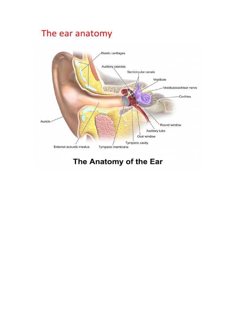 The Ear Anatomy | PDF | Ear | Human Head And Neck