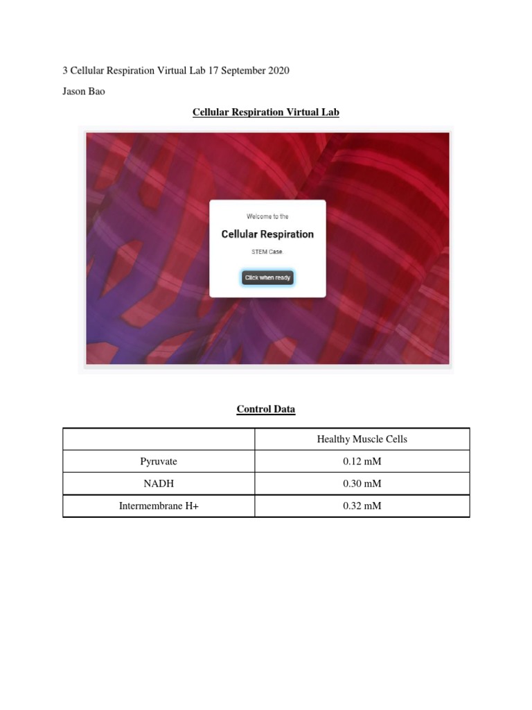 Cellular Respiration Virtual Lab Notes | PDF | Adenosine Triphosphate ...