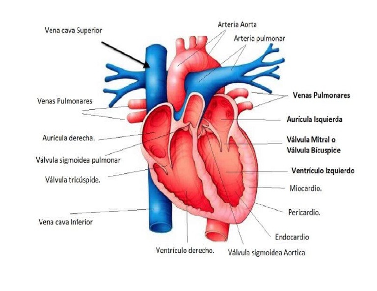 Corazon y Sus Partes | PDF