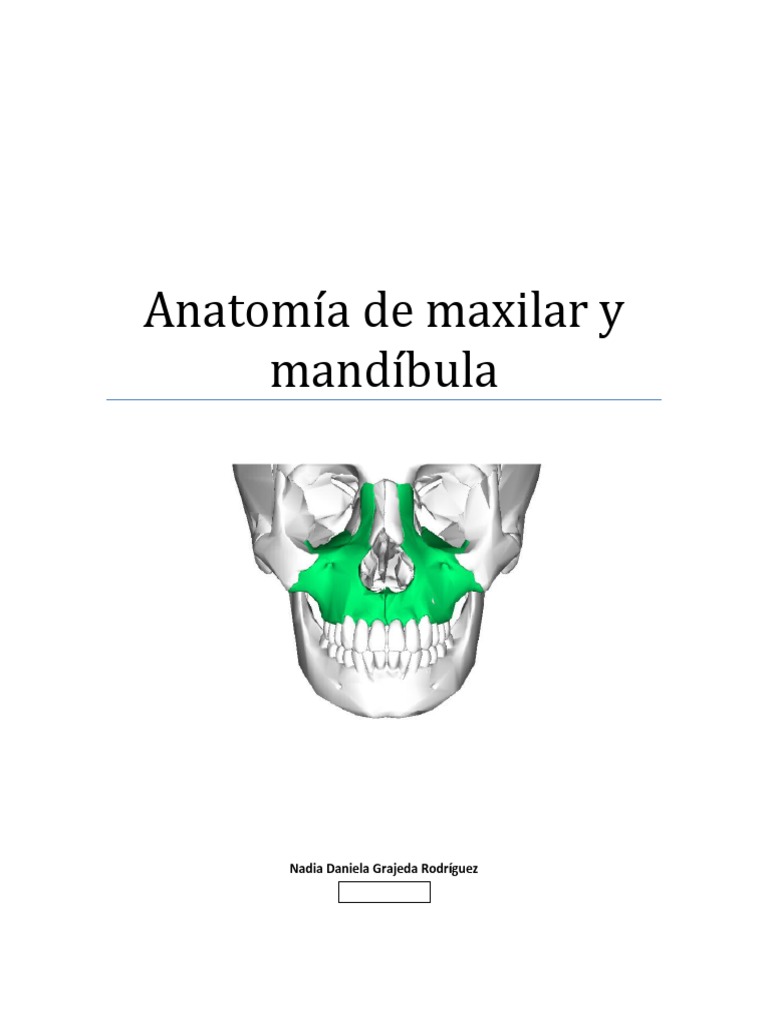 Anatomía del Maxilar y Mandíbula | PDF | Cara | Anatomía humana