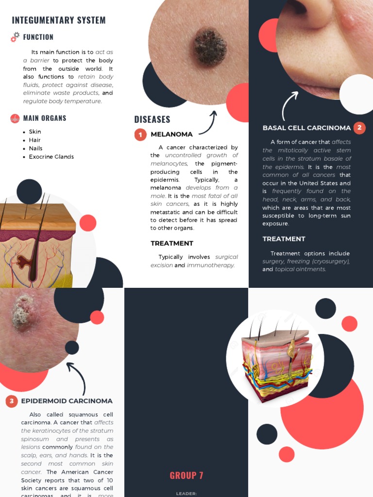 Integumentary System: Function | PDF | Skin Cancer | Skin