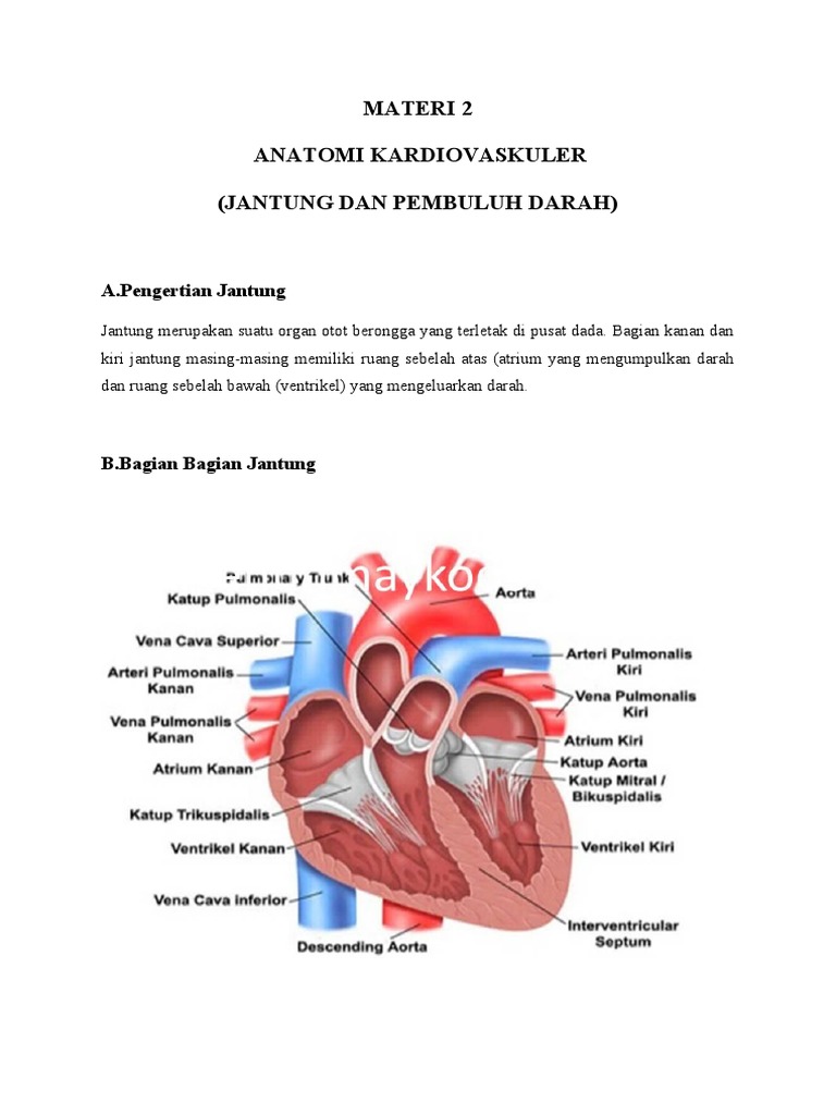 Materi 2 Anatomi Kardiovaskuler | PDF