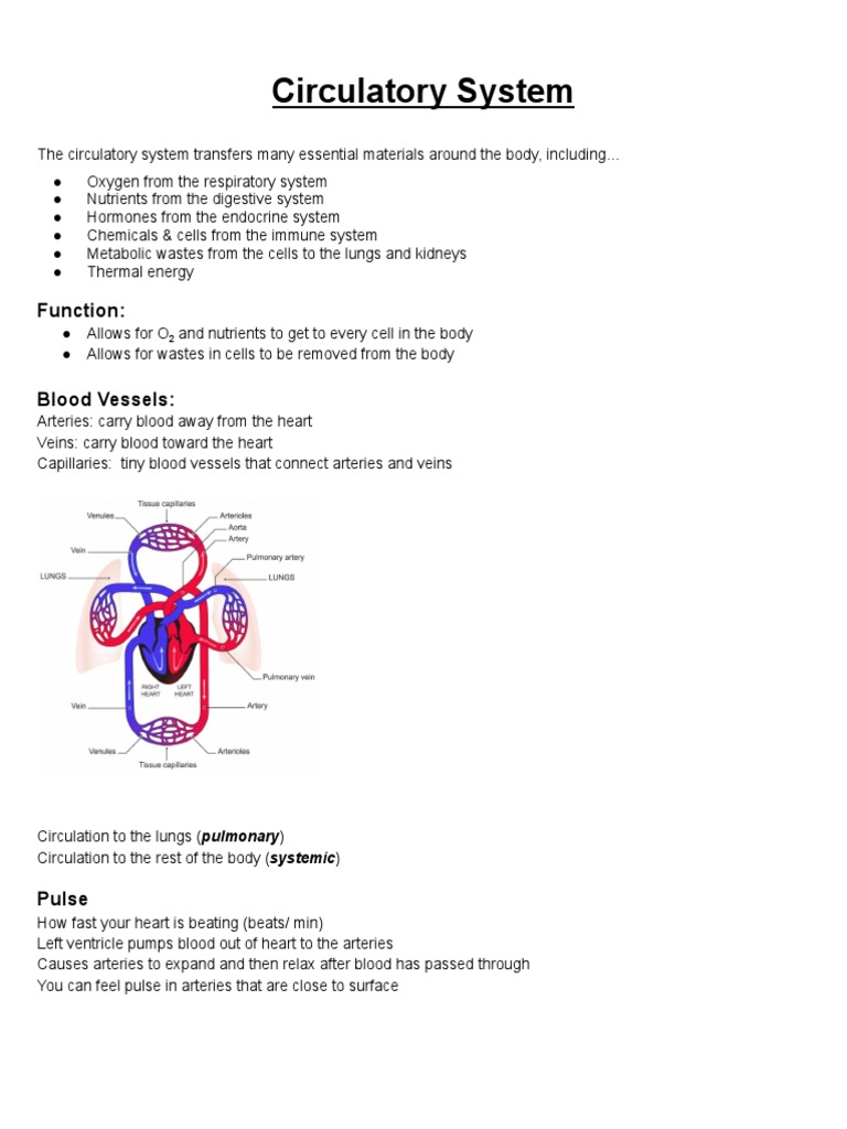 Heart 2 - Google Docs | Download Free PDF | Heart | Circulatory System