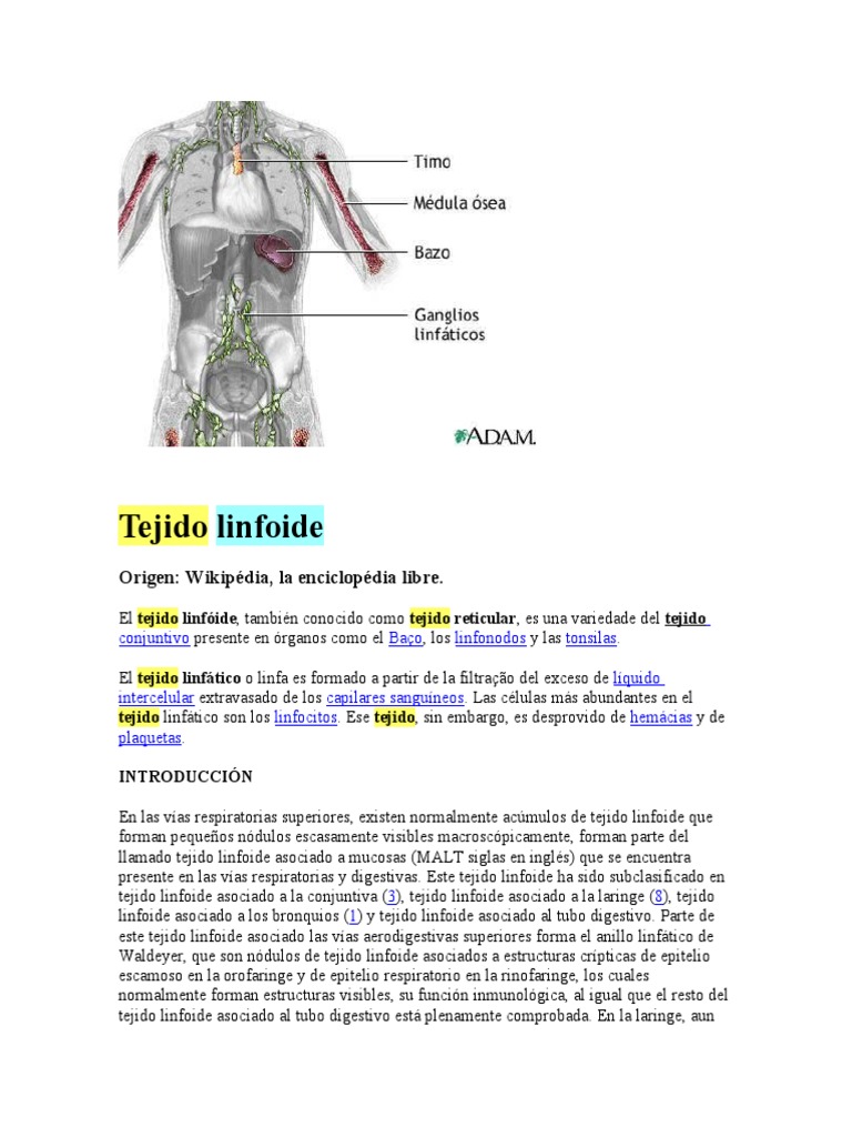 Tejido Linfoide: Función y Estructura | PDF