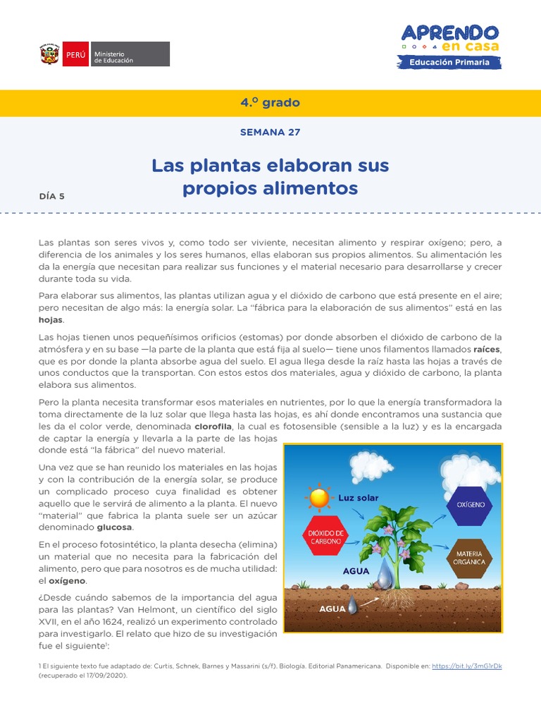 Cómo las plantas producen su alimento | PDF | Plantas | Hoja
