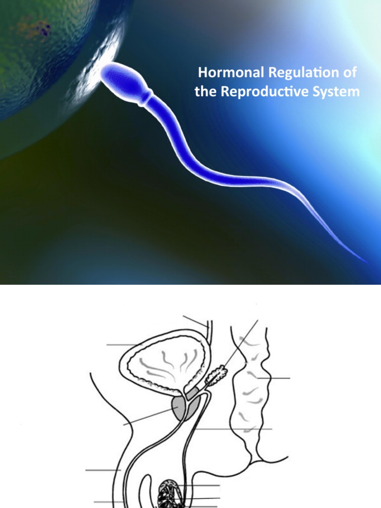 Hormonal Regulation of The Reproductive System | PDF