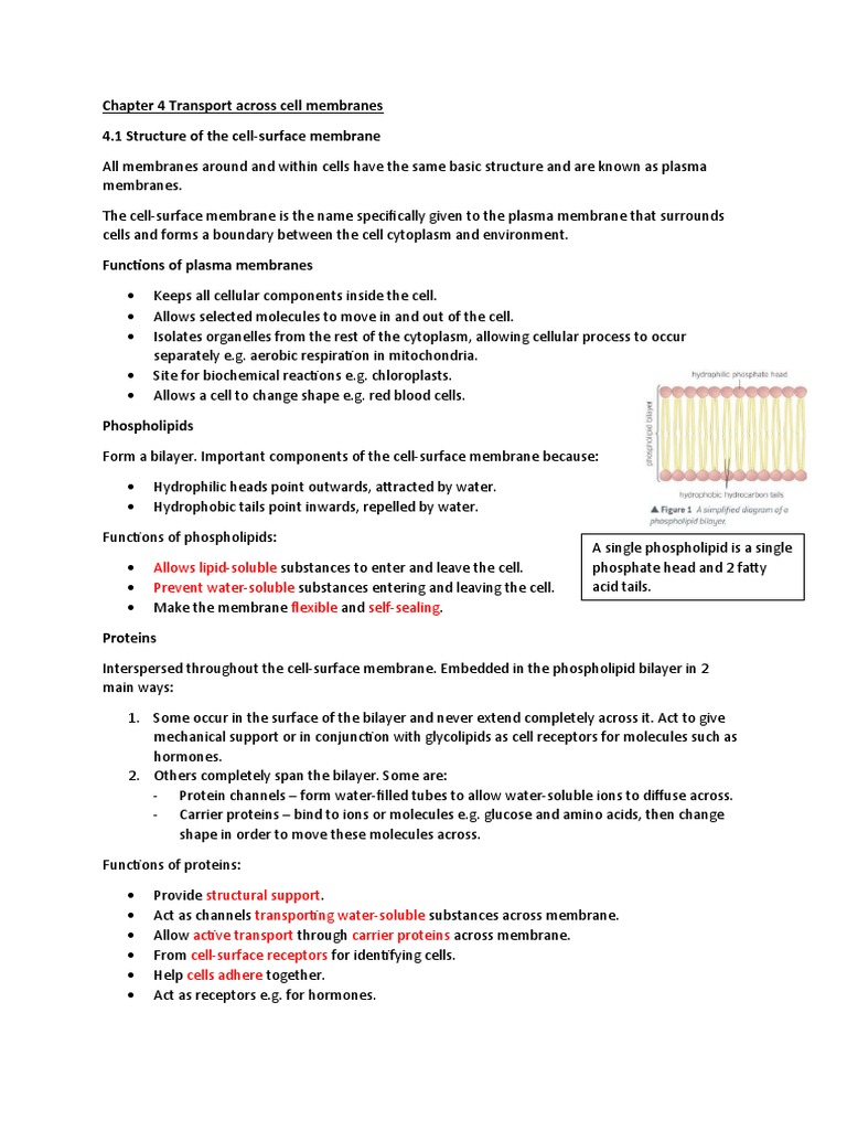 Chapter 4 Transport Across Cell Membranes | PDF | Cell Membrane | Osmosis