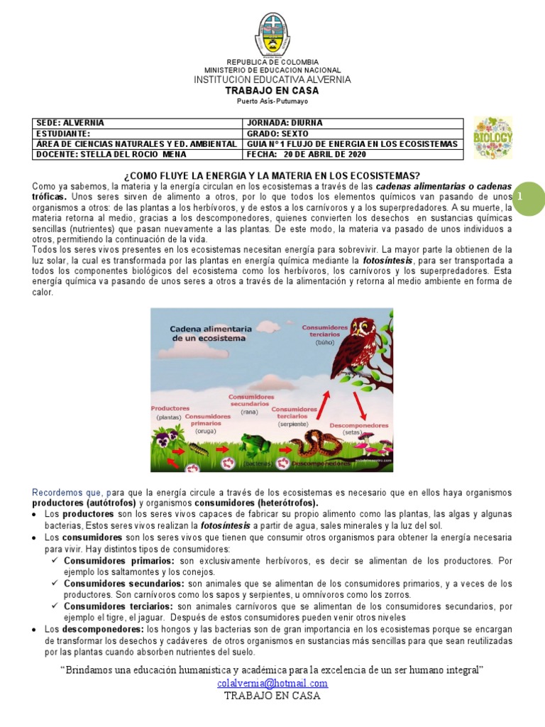 Flujo de Energía en Ecosistemas | PDF | Organismos | Naturaleza