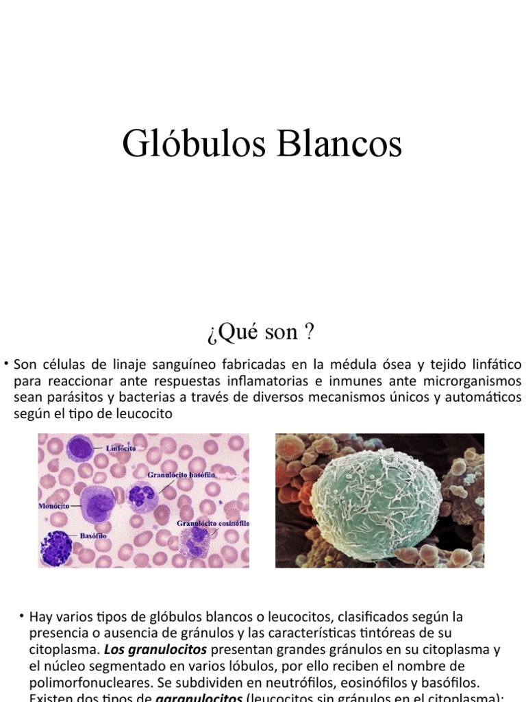 Glóbulos Blancos | PDF | Leucocito | Medicina CLINICA