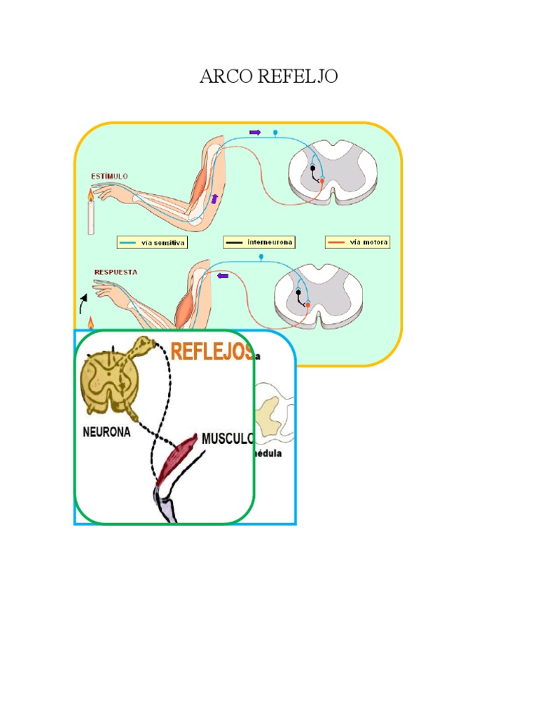 Acto Reflejo Dibujo Concepto | PDF