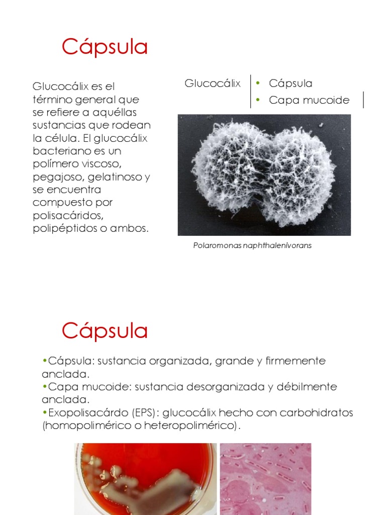 2e Capsula PDF | PDF