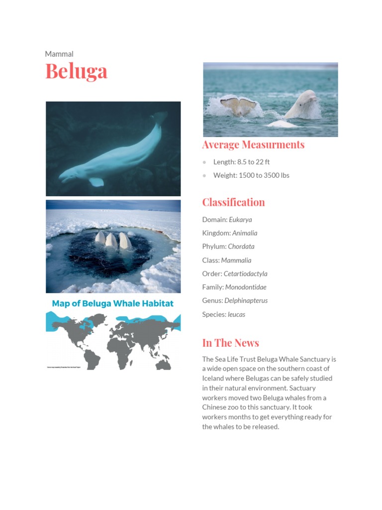 Beluga | PDF | Whales | Cetaceans