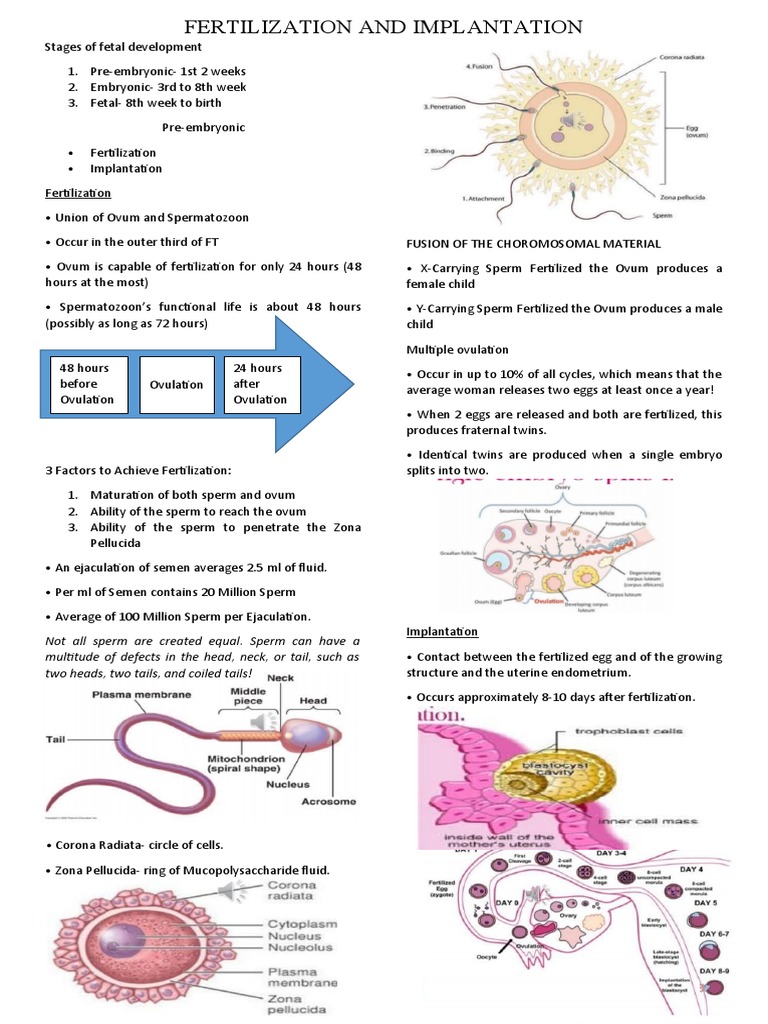 Fertilization and Implantation | PDF | Implantation (Human Embryo ...