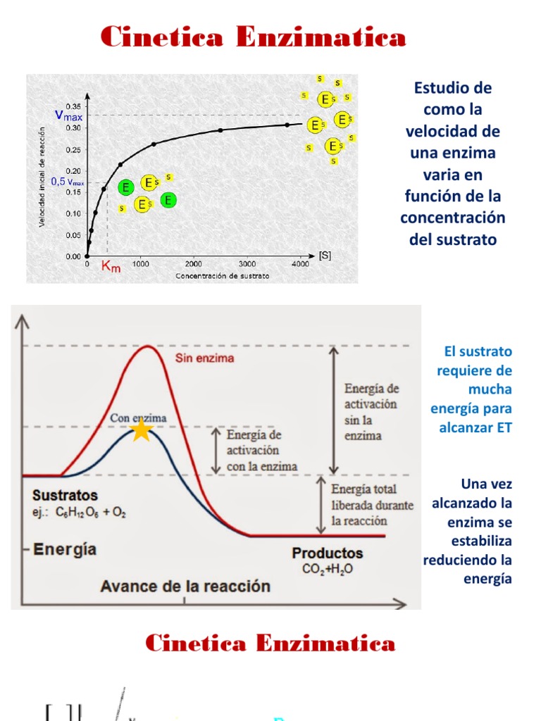 Cinetica Enzimatica | PDF | La cinética de enzimas | Enzima