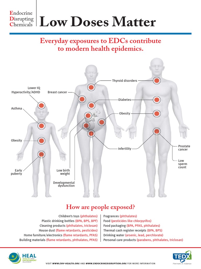EDCs Infographics 22.2.20192 Low Doses Matter | PDF