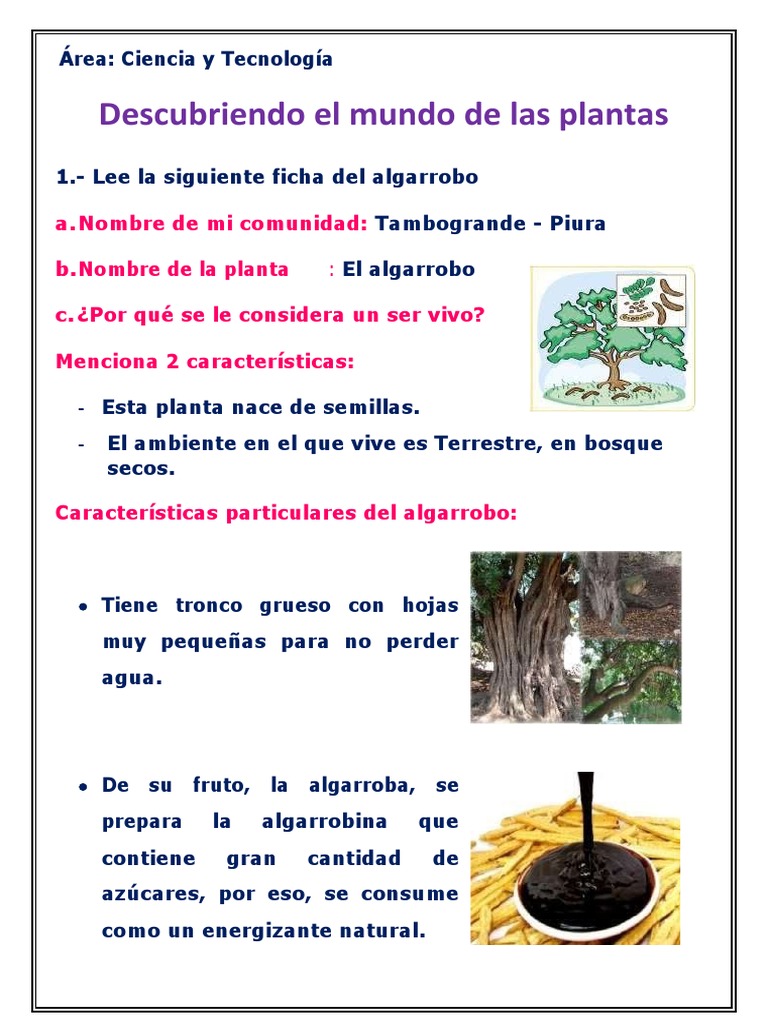 Descubriendo El Mundo de Las Plantas - Ficha | PDF
