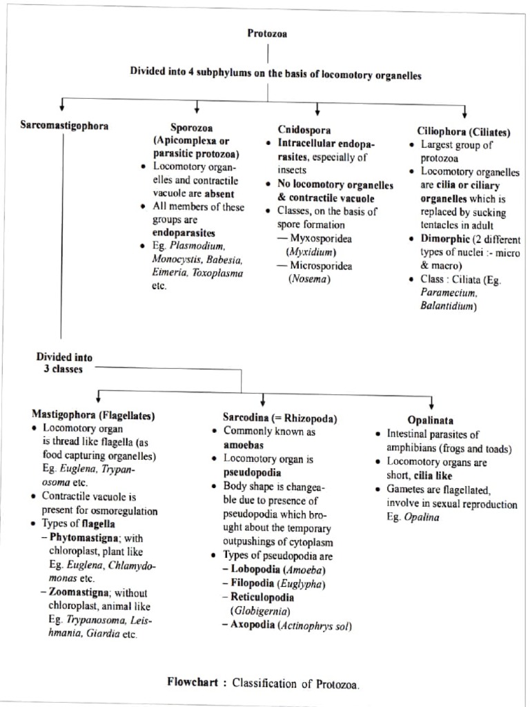 Classification of Protozoa | PDF | Protozoa | Eukaryotes