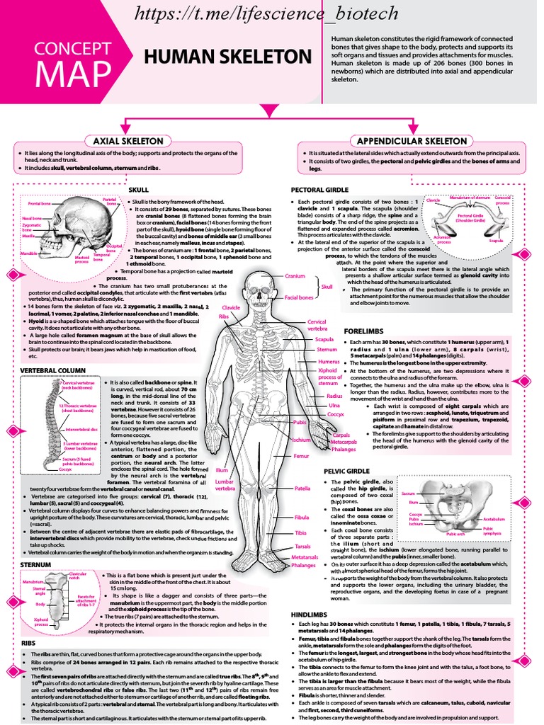 Human Skeleton Concept Map | PDF | Vertebral Column | Vertebra