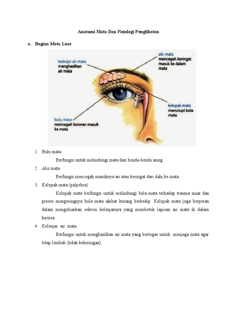Anatomi Mata Dan Fisiologi Penglihatan 2 | PDF