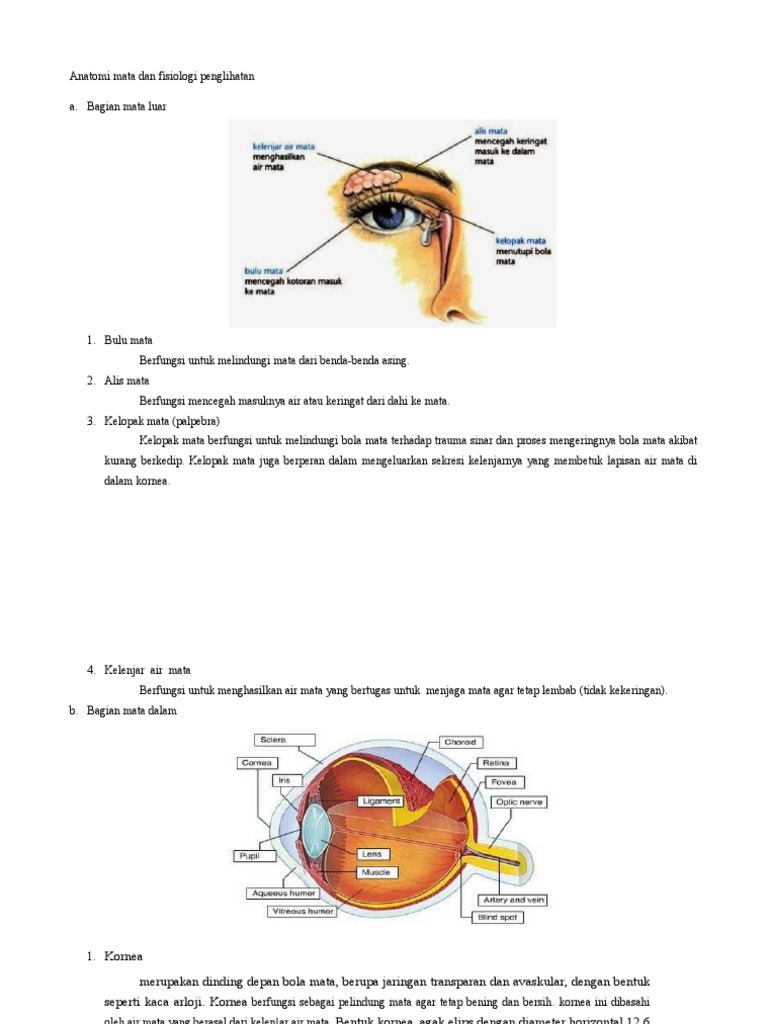 Anatomi Mata Dan Fisiologi Penglihatan 2 | PDF