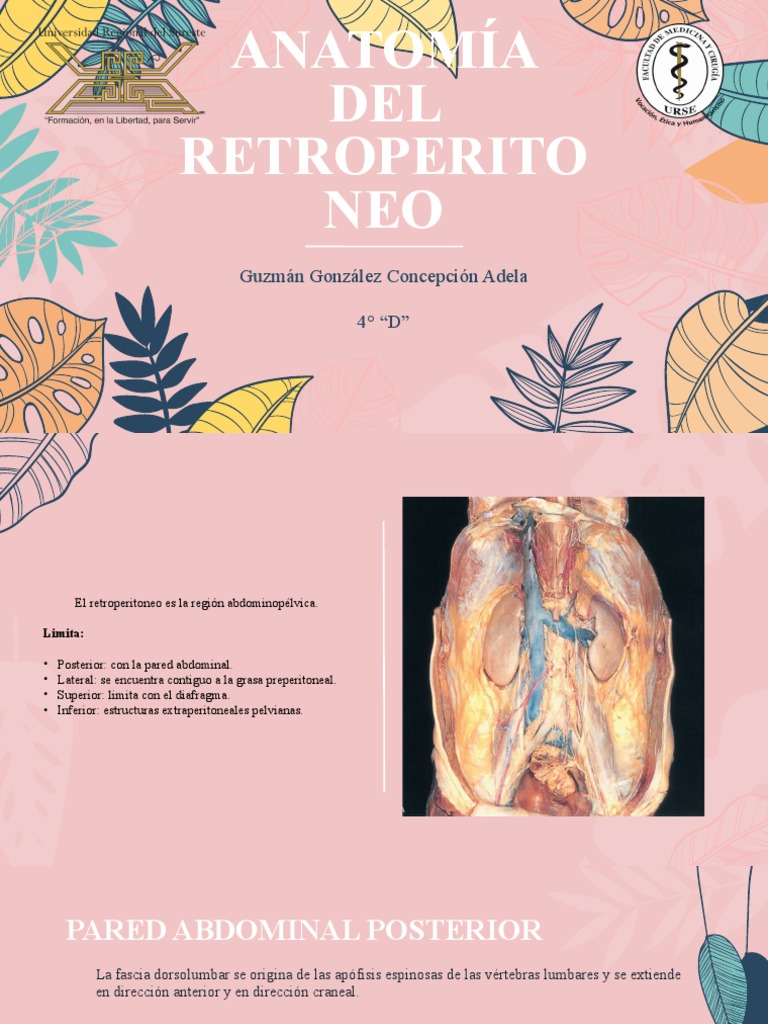Anatomia Del Retroperitoneo | PDF | Abdomen | Riñón