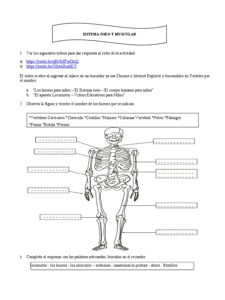 Actividades de Ciencias Naturales | PDF | Hueso | Sistema esquelético