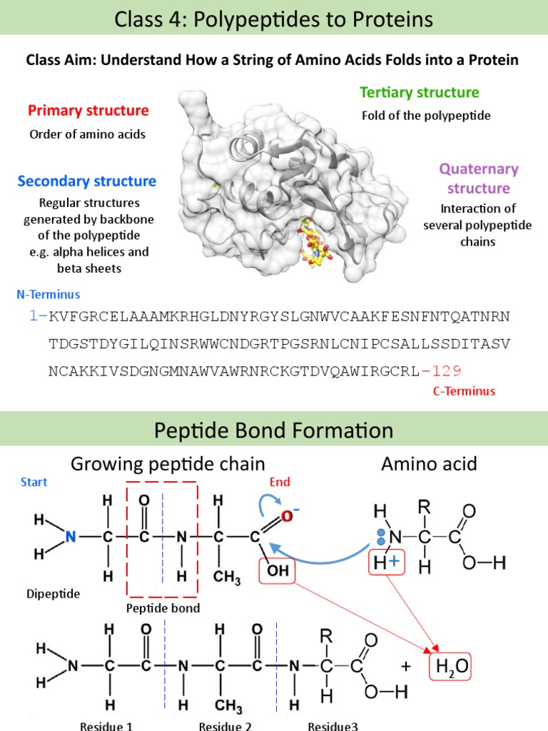 Class Aim: Understand How A String of Amino Acids Folds Into A Protein ...