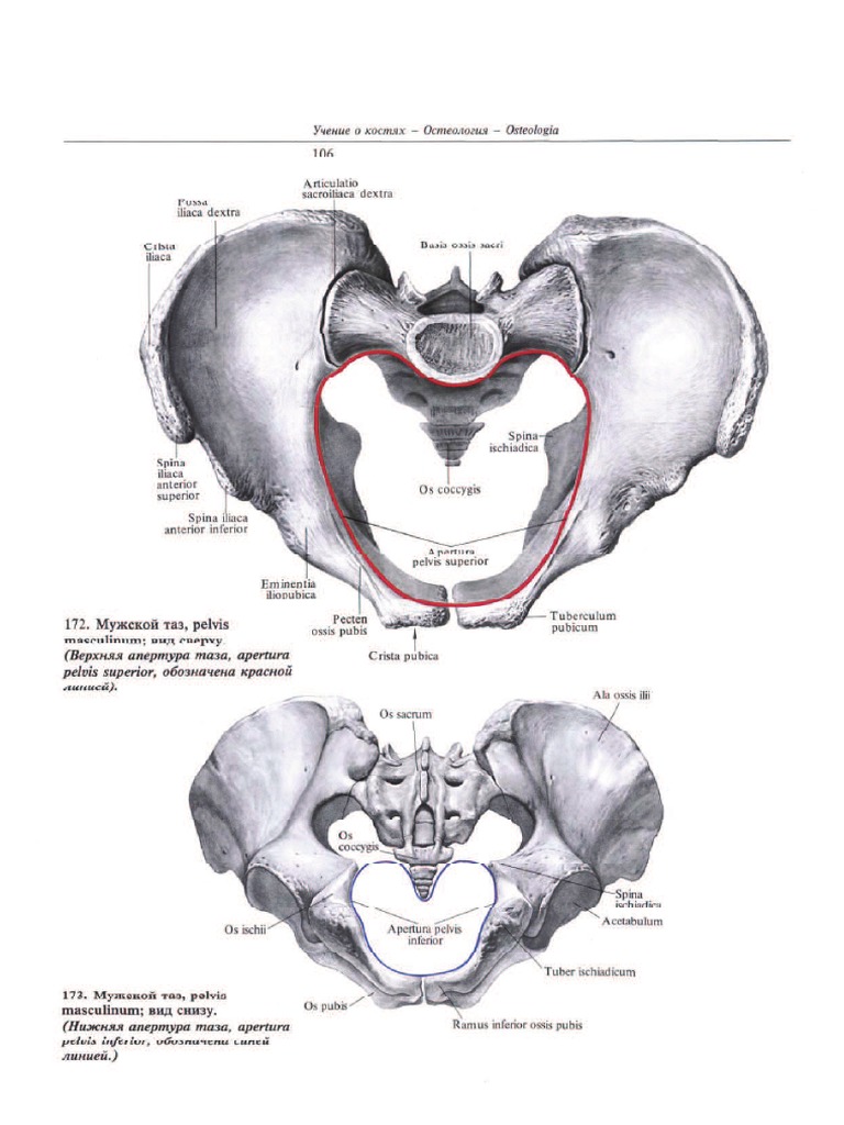 Pelvis Atlas | PDF