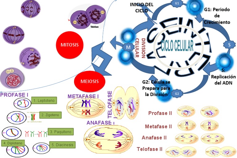 Ciclo Celular: Mitosis y Meiosis | PDF