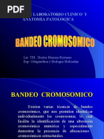 TECNICAS DE BANDEO | PDF | Cromosoma | Citogenética
