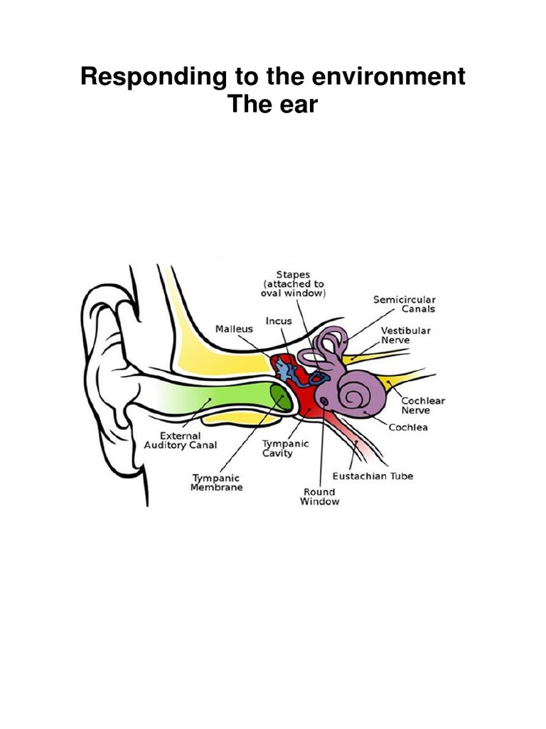 Grade 12 Life Science The Ear PDF | PDF | Ear | Hearing