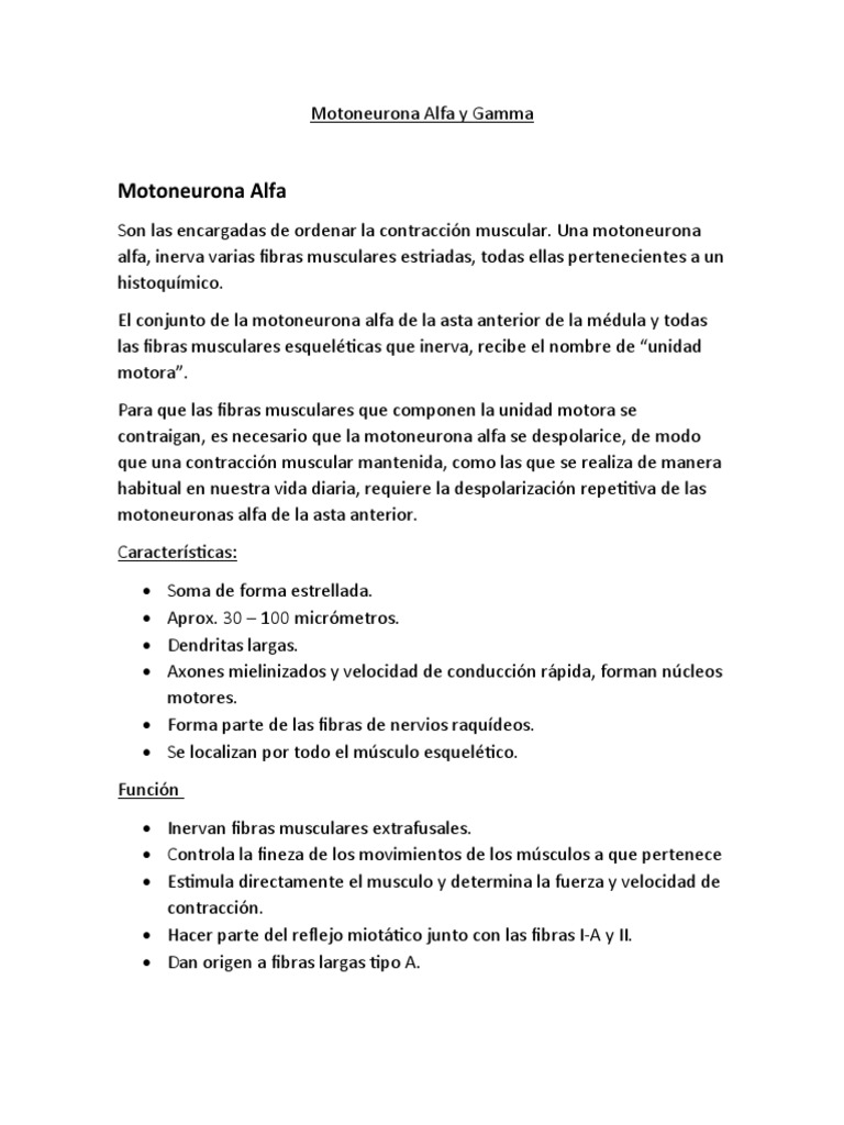 Motoneuronas Alfa y Gamma: Características y Funciones Clave de las ...
