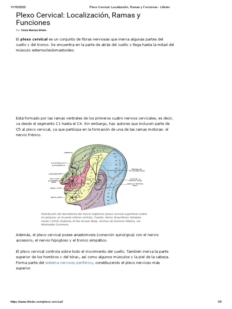 Funciones y Estructura del Plexo Cervical | PDF | Nervio | Neuroanatomía