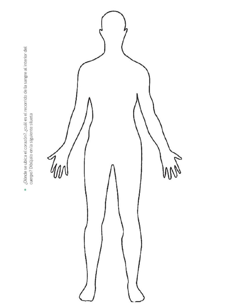 Silueta Del Cuerpo Humano Ilustración De Silueta Del Cuerpo Humano Y
