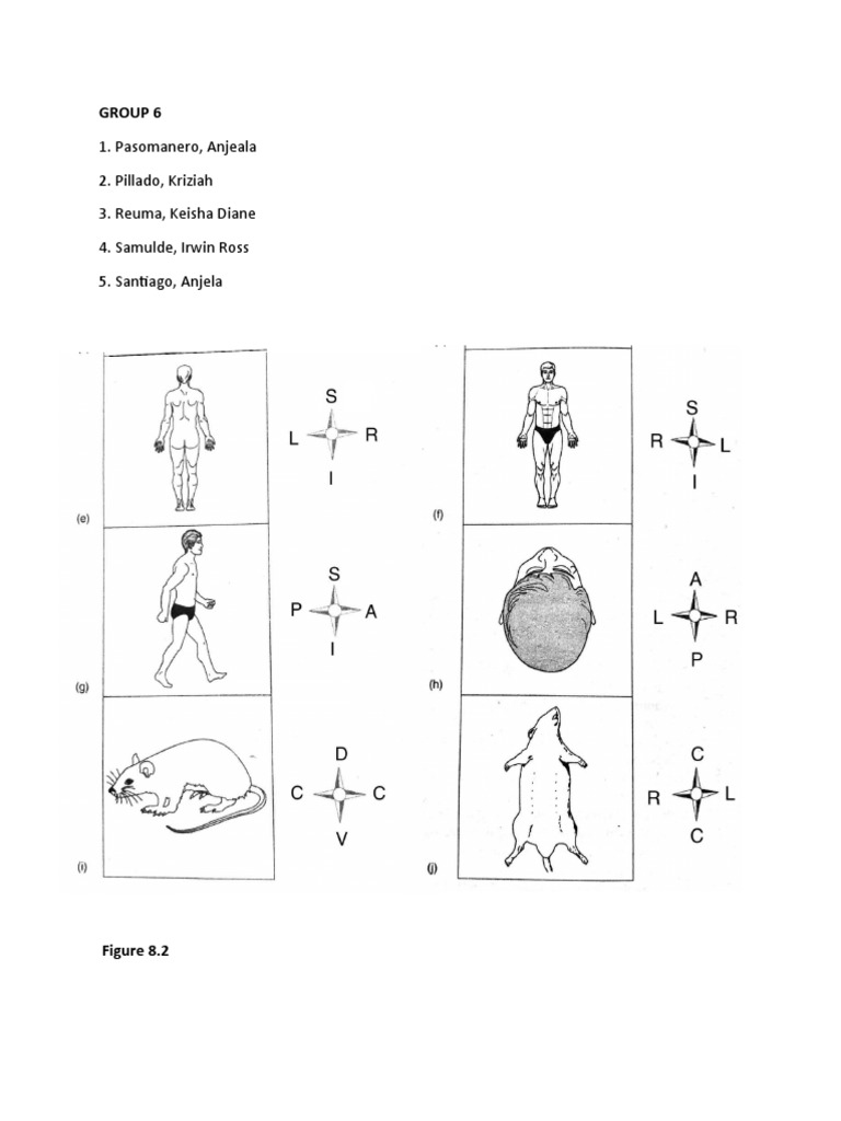 Lab Exercise 8 Answers | PDF