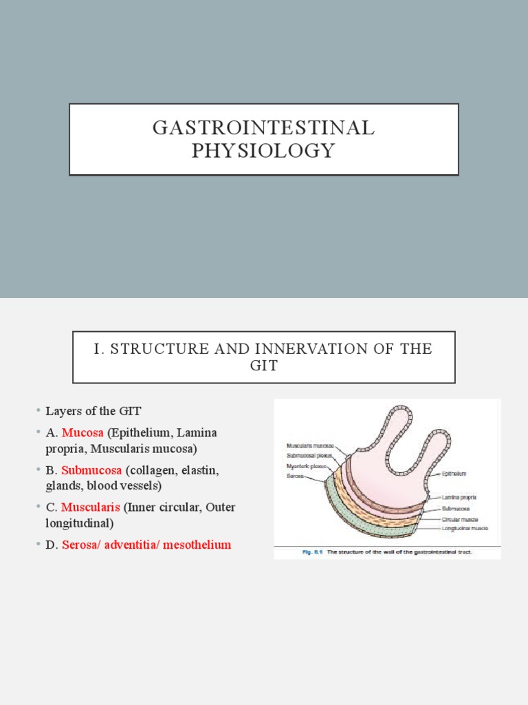 Gastrointestinal Physiology | PDF | Stomach | Gastrointestinal Tract