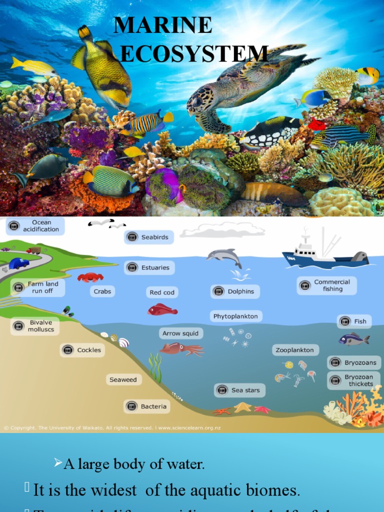 Marine Ecosystem | PDF | Oceans | Estuary
