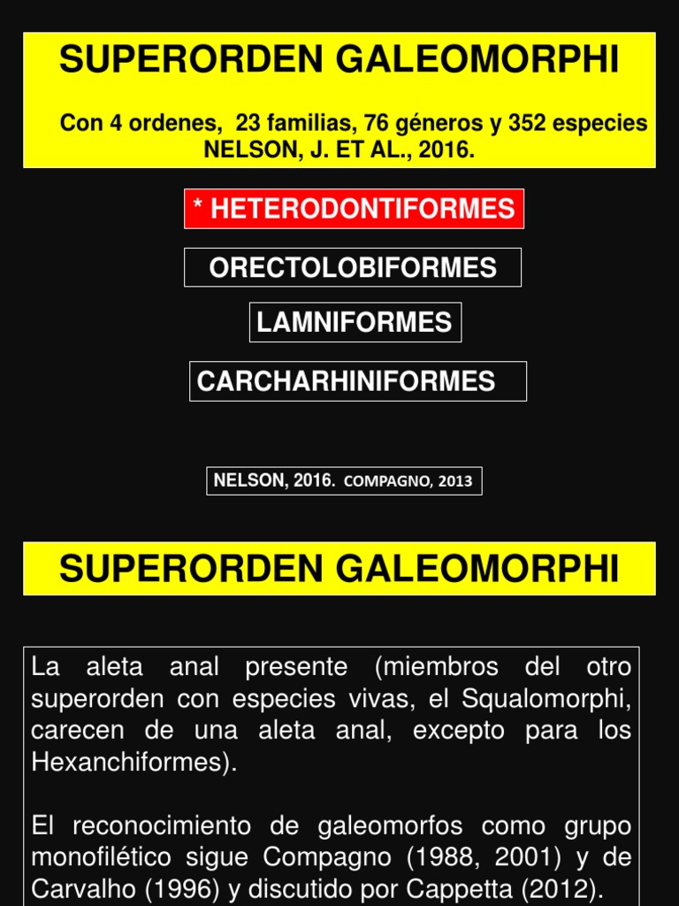 Orden Orectolobiformes PDF | PDF | Tiburones | Vertebrados