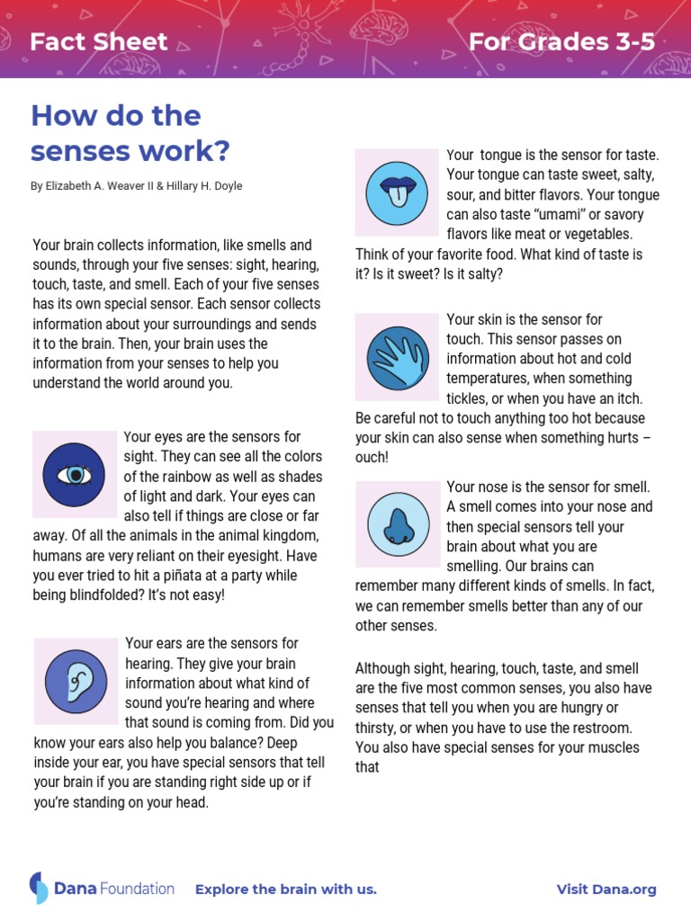 Fact Sheet 3 5 How Do Senses Work | PDF | Senses | Umami