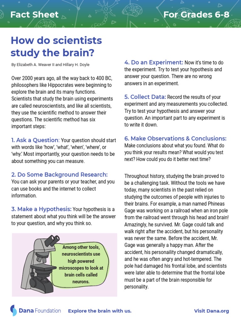 How Do Scientists Study The Brain?: For Grades 6-8 Fact Sheet | PDF ...