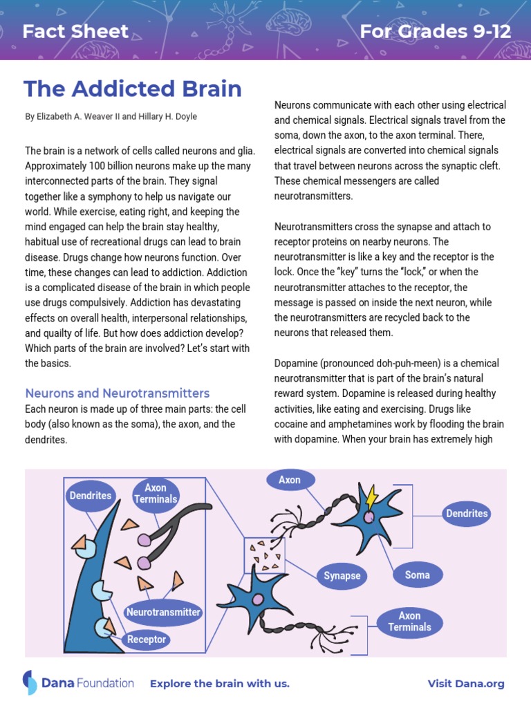 The Addicted Brain: For Grades 9-12 Fact Sheet | PDF | Neurotransmitter ...
