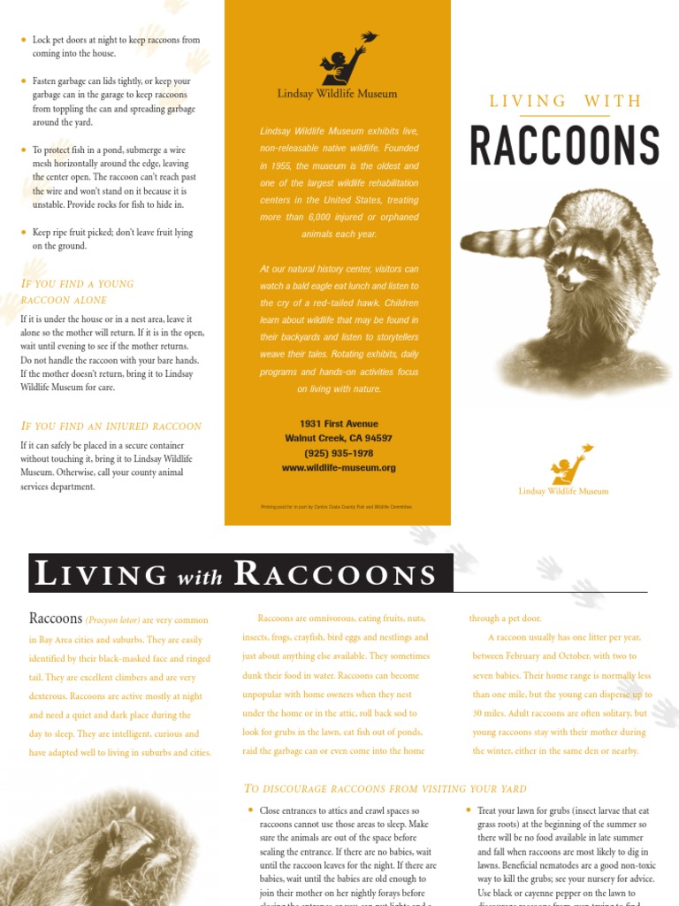 Raccoon | PDF | Raccoon | Organisms