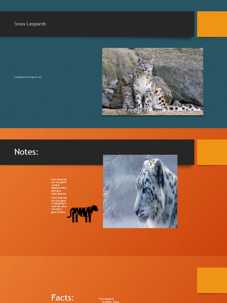 Snow Leopards: A Slideshow of A Type of Cat! | Download Free PDF ...