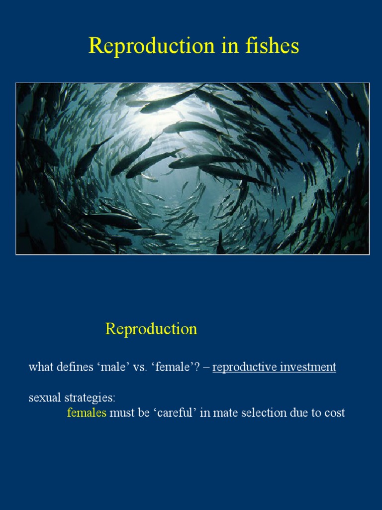 Reproduction in Fishes | PDF | Spawn (Biology) | Fertilisation