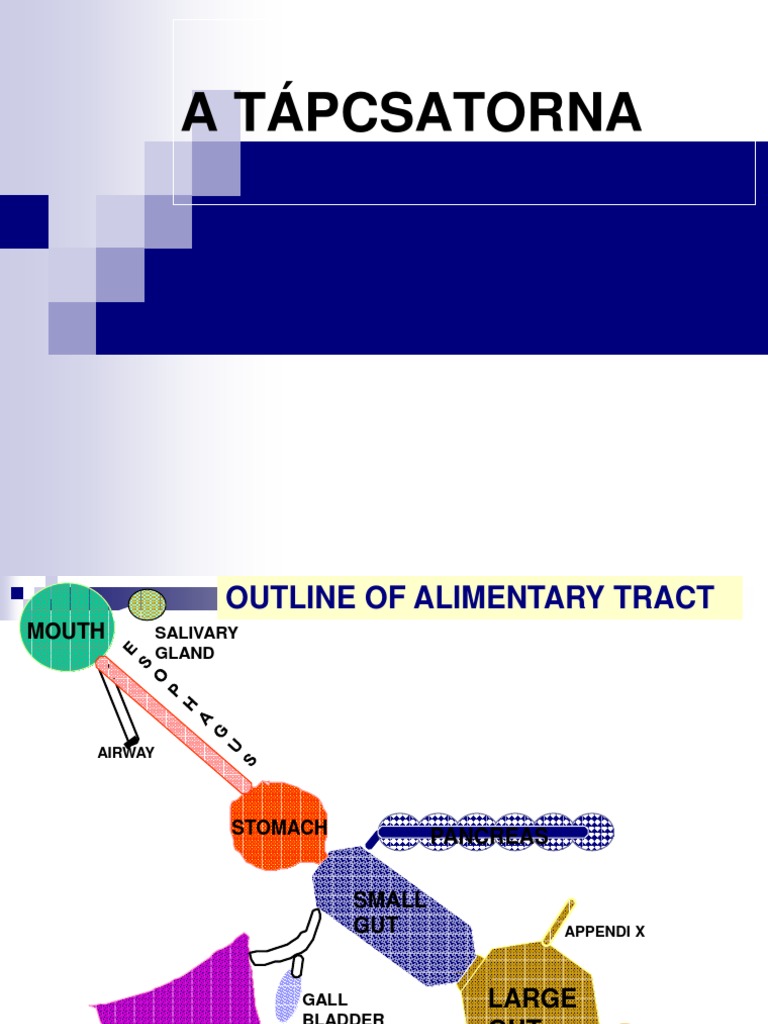 Emesztokeszulek II | PDF