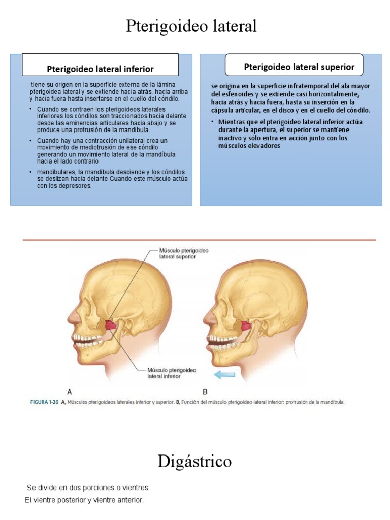 Origen E Inserción Del Músculo Pterigoideo Lateral