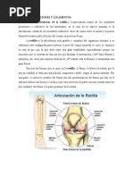 Maniobras de Bostezo en la Rodilla | PDF | Rodilla | Anatomía del ...