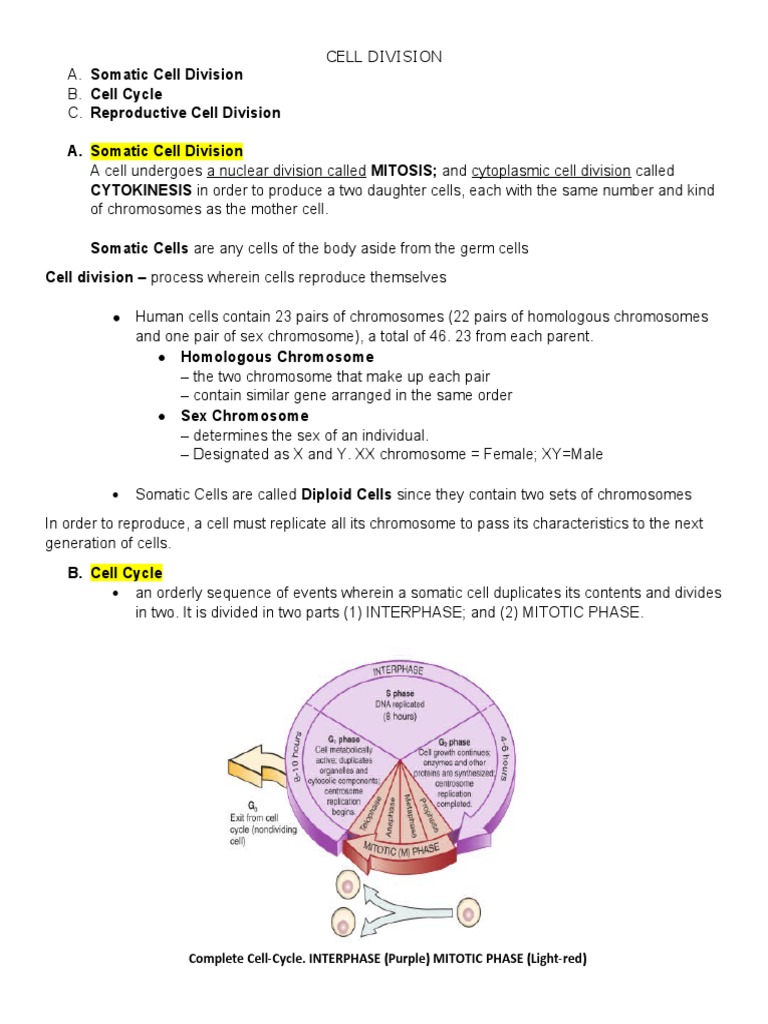 Complete Cell-Cycle. INTERPHASE (Purple) MITOTIC PHASE (Light-Red ...